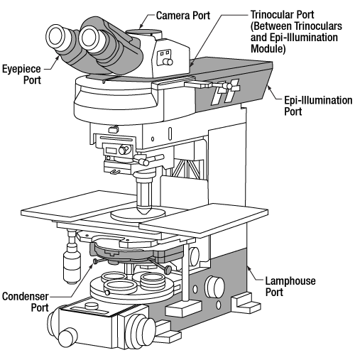 Thorlabs · Adapters for Upright Nikon Eclipse Microscopes