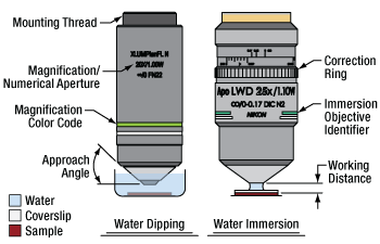 Thorlabs · Microscope Objectives, Water Dipping or Immersion