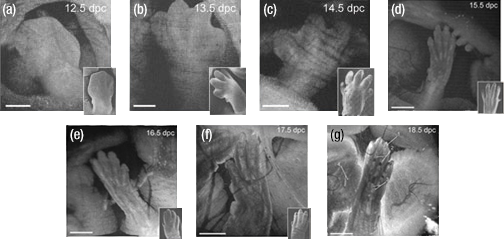 Thorlabs · In Utero Imaging of Mouse Development