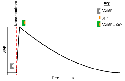 Thorlabs · Fiber Photometry Overview