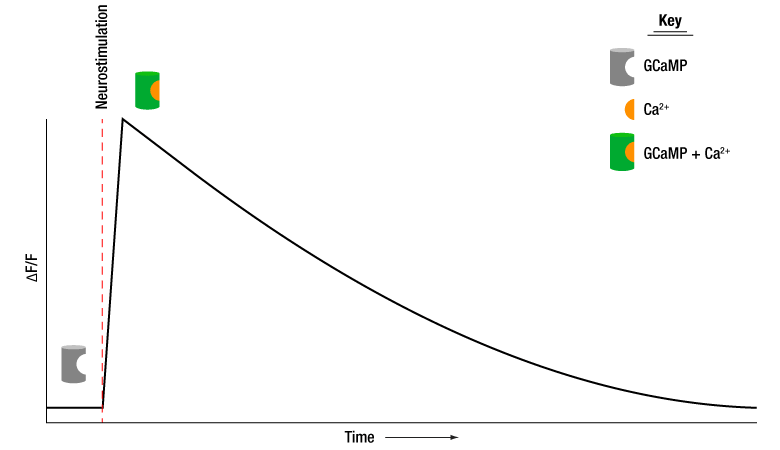 Thorlabs · Fiber Photometry Overview