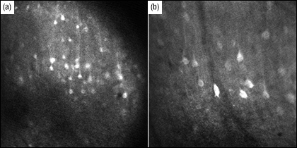 Thorlabs · Gradient-Index (GRIN) Lenses for Imaging