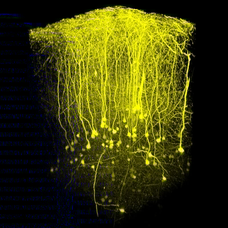 Thorlabs · ThorImage®LS