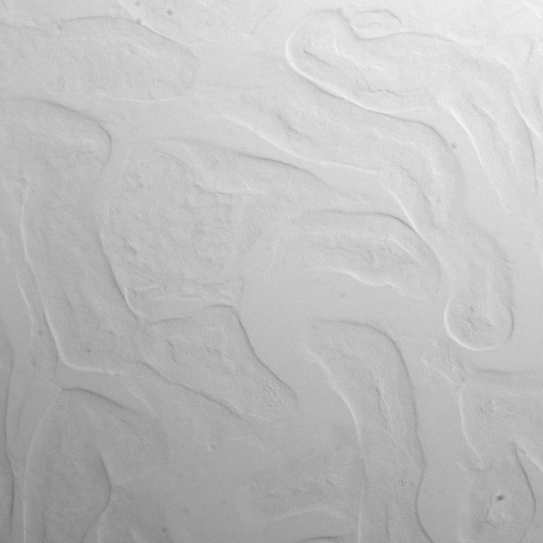 Thorlabs · 相差物镜