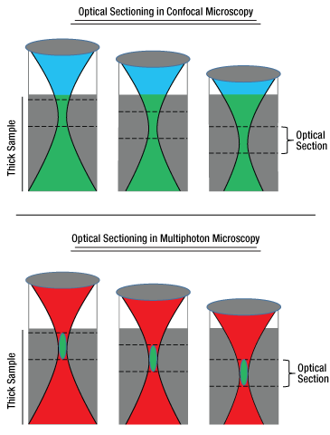 Thorlabs · Laser Scanning Microscopy Tutorial