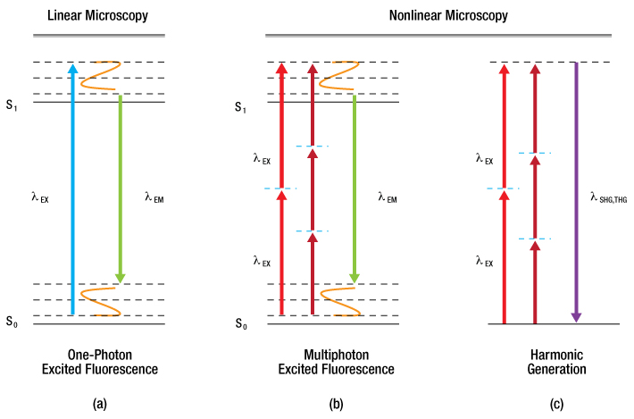Thorlabs · Laser Scanning Microscopy Tutorial