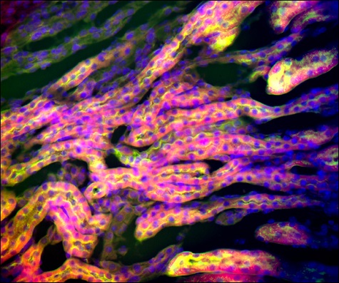 Thorlabs · Cerna® Series: Modular Microscopy Systems and Components