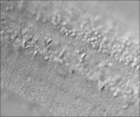Thorlabs · Cerna® Series: Modular Microscopy Systems and Components