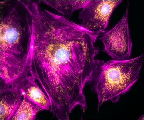 Thorlabs · Cerna® Series: Modular Microscopy Systems and Components