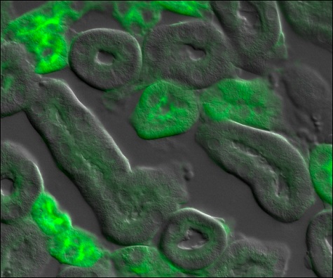 Thorlabs · Cerna® Series: Modular Microscopy Systems and Components