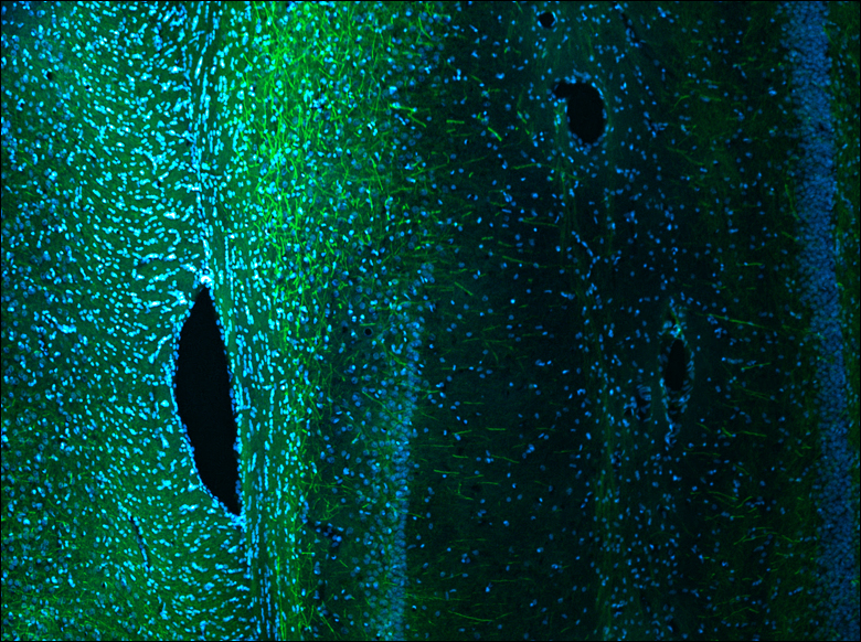 Thorlabs · Thorlabs Microscope Objectives for Life Sciences