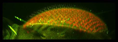 Thorlabs · OEM 1045 nm Femtosecond Laser