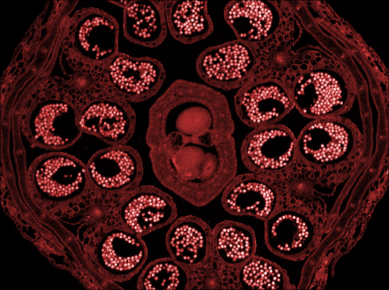 Thorlabs · Thorlabs Microscope Objectives for Life Sciences