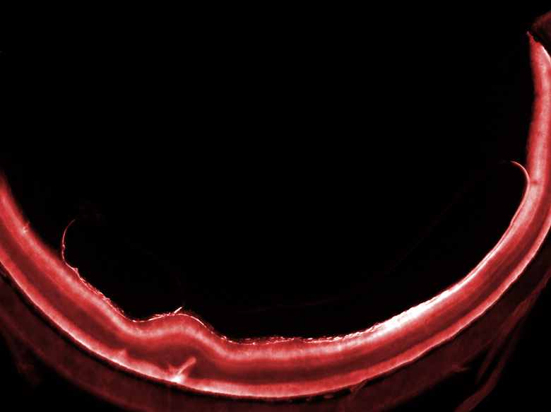 Thorlabs · Thorlabs Microscope Objectives for Life Sciences