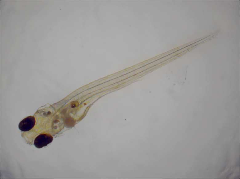 Thorlabs · Thorlabs Microscope Objectives for Life Sciences