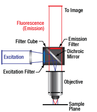 Thorlabs · Filters for Fluorescence Microscopy Tutorial
