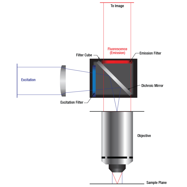 Thorlabs · Filters for Fluorescence Microscopy Tutorial