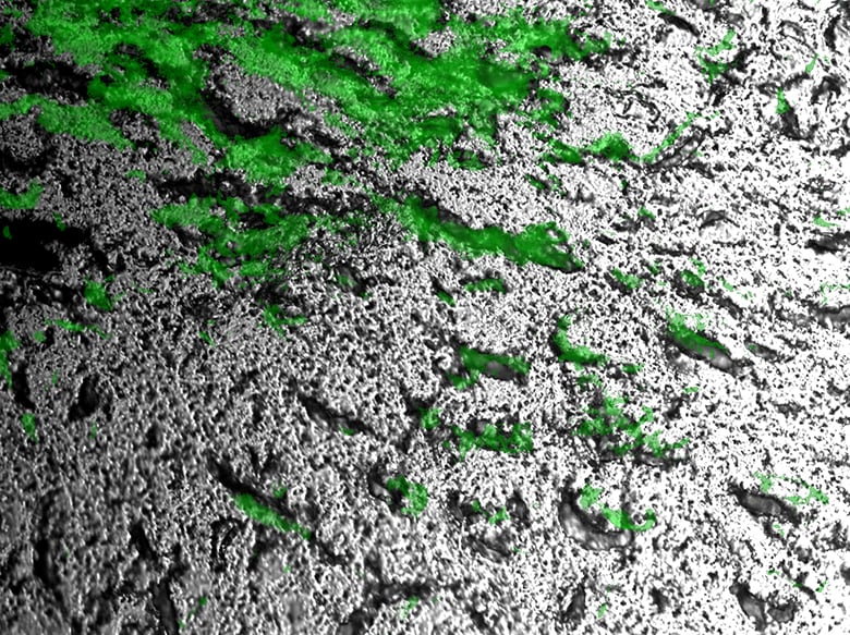 Thorlabs · Two-Camera Mounts for Microscopes